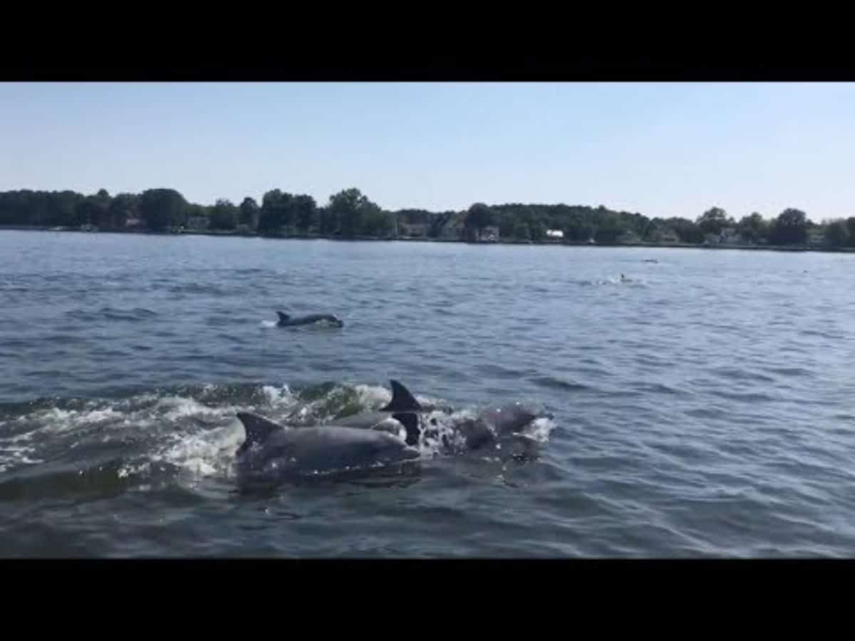 VIDEO: Dolphin-Spotting App Catches More Sightings than Ever ...