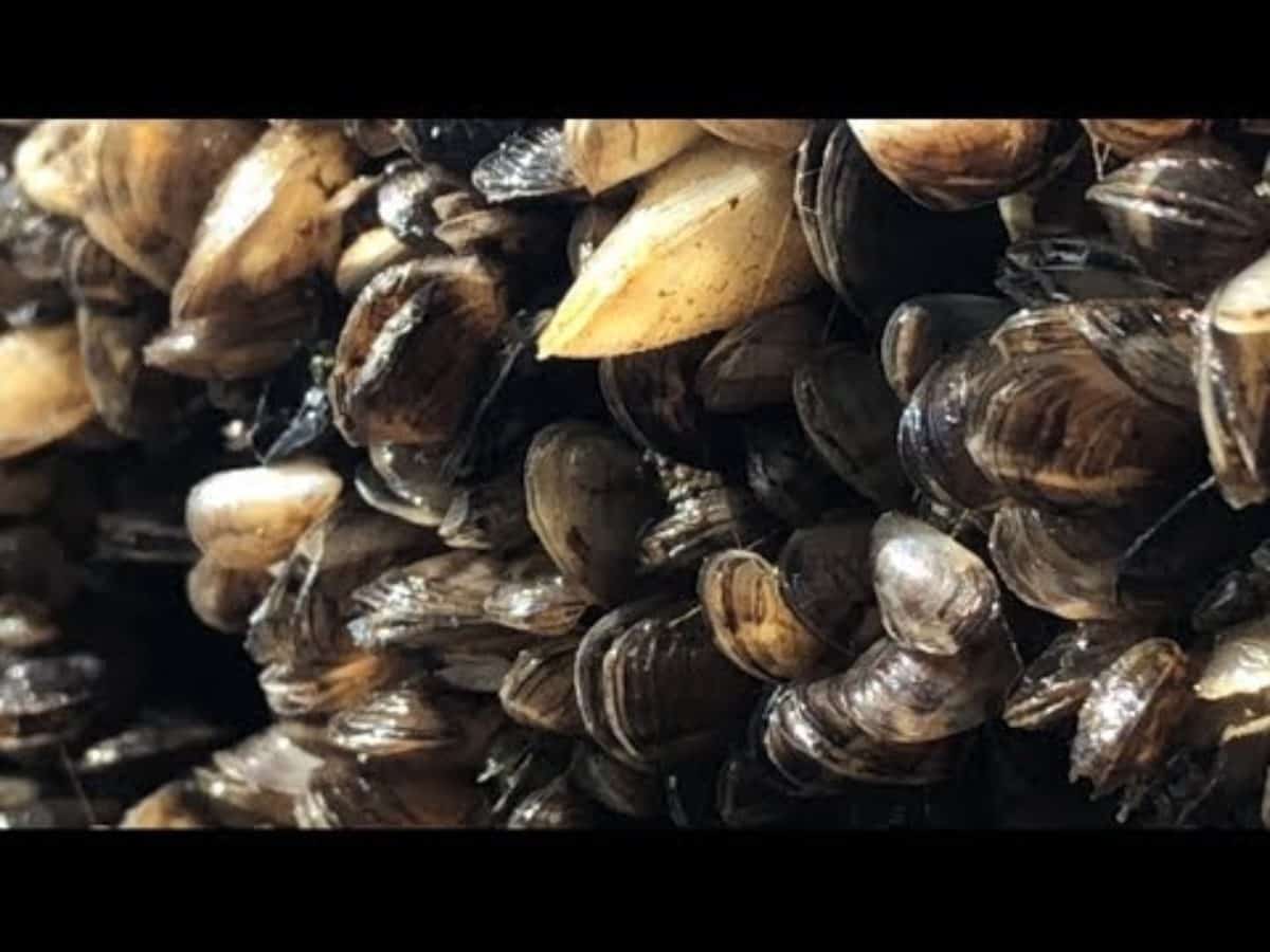 VIDEO: Mussels Flex Their Muscles on the Magothy | Chesapeake Bay Magazine