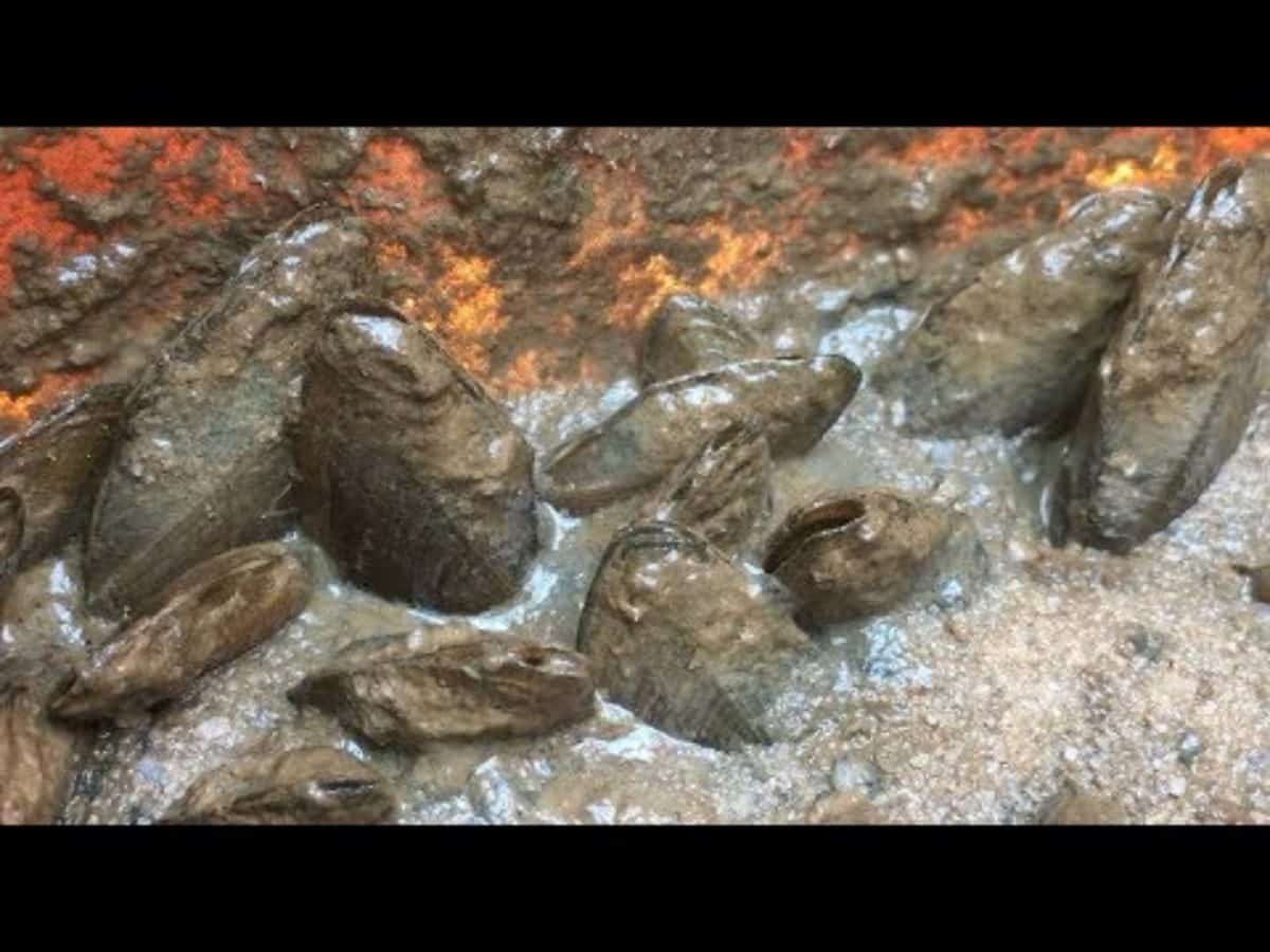VIDEO: Avoid the Sting with NOAA Sea Nettle Prediction Map | Chesapeake ...