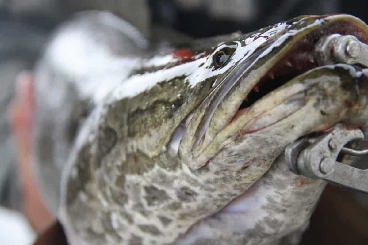 Rise of the Snakeheads | Chesapeake Bay Magazine
