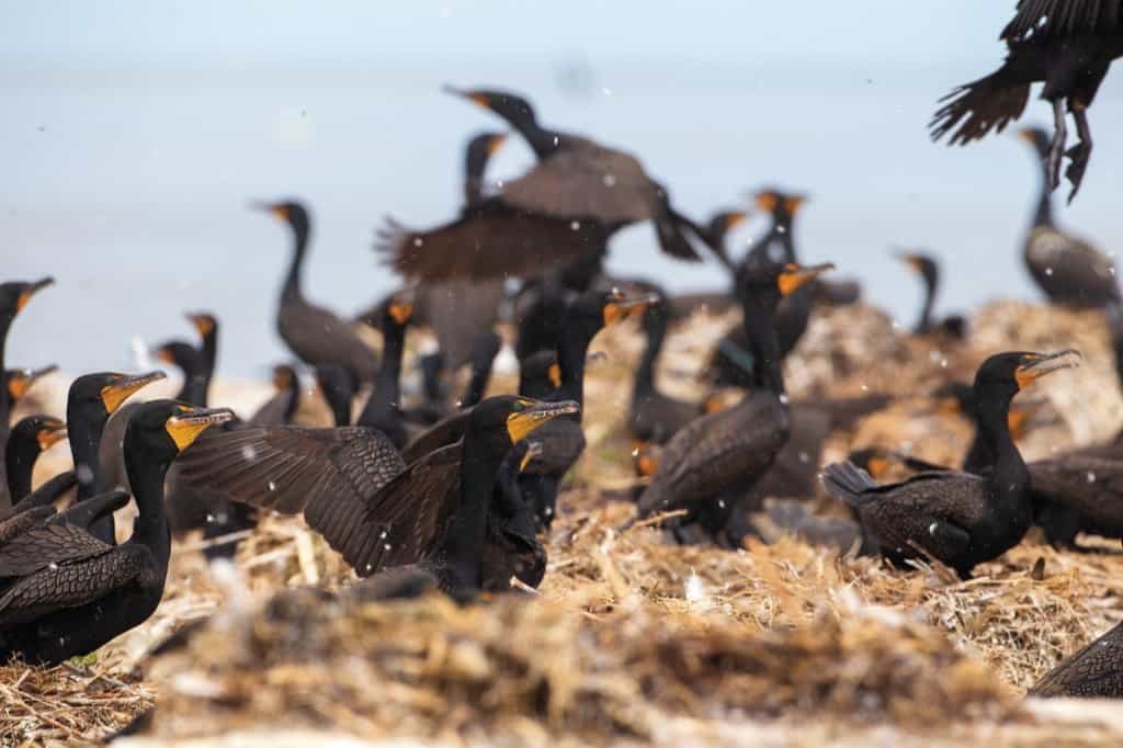 On the Wing | Chesapeake Bay Magazine