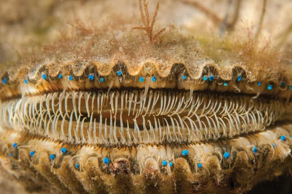 Return of the Bay Scallop | Chesapeake Bay Magazine