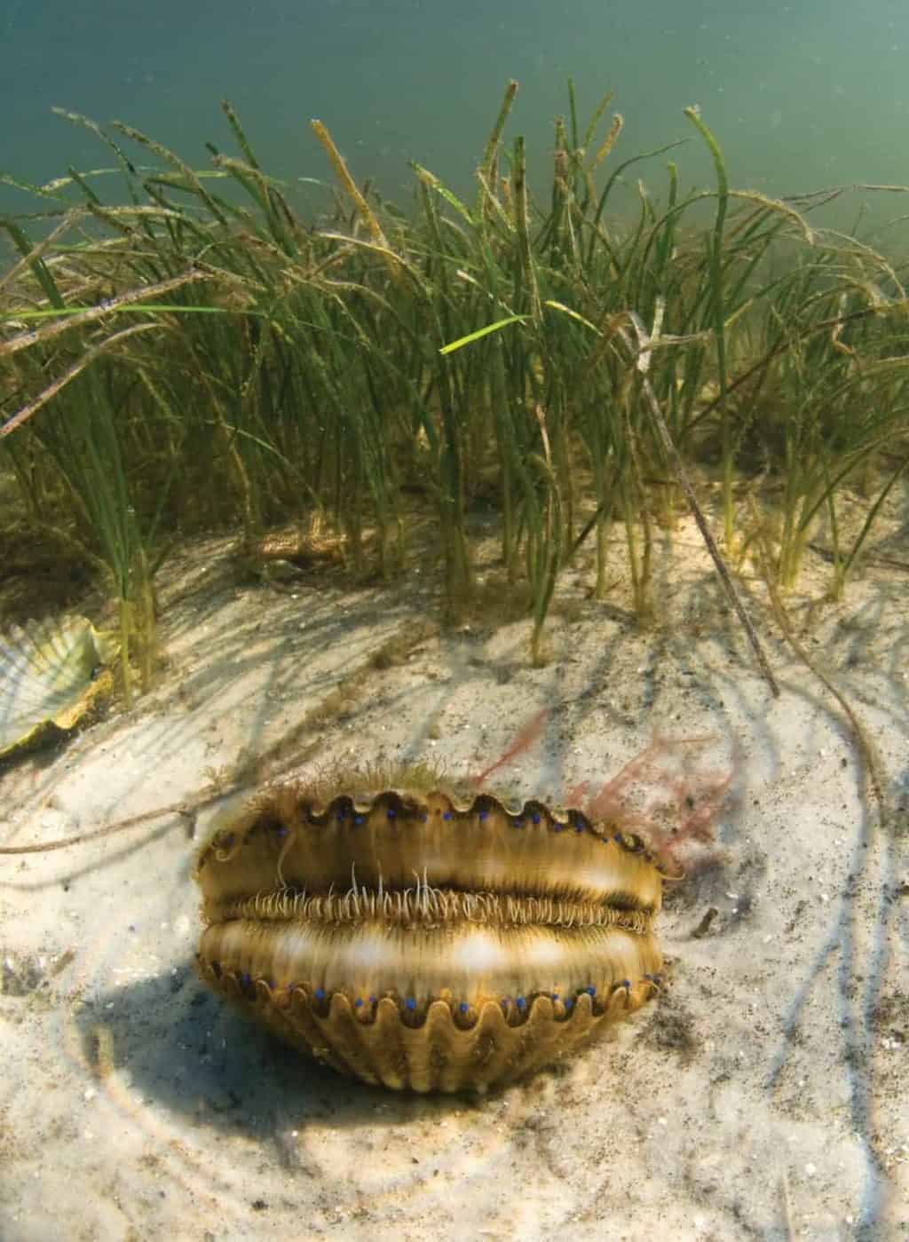 Return of the Bay Scallop | Chesapeake Bay Magazine