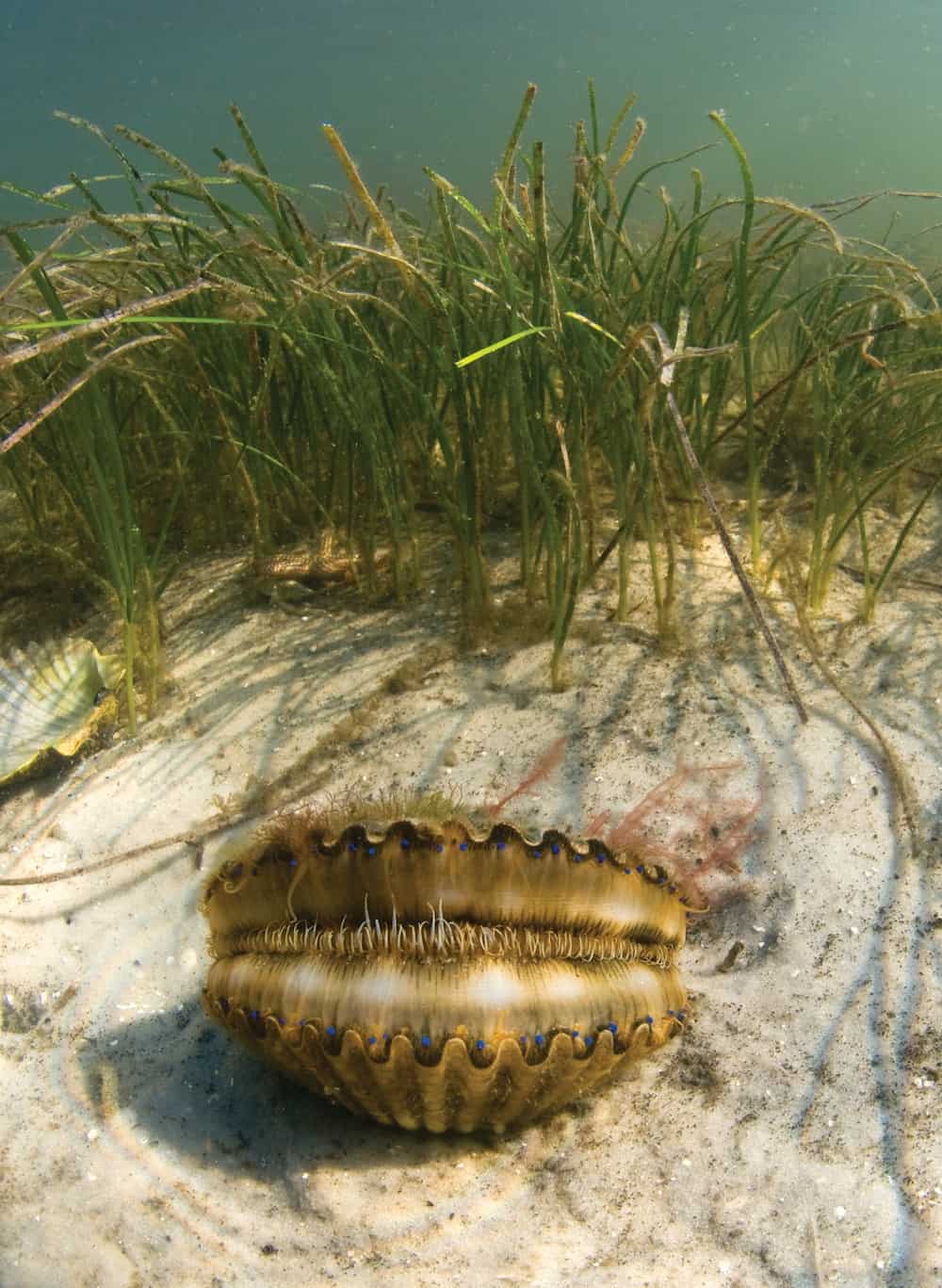 Return of the Bay Scallop | Chesapeake Bay Magazine