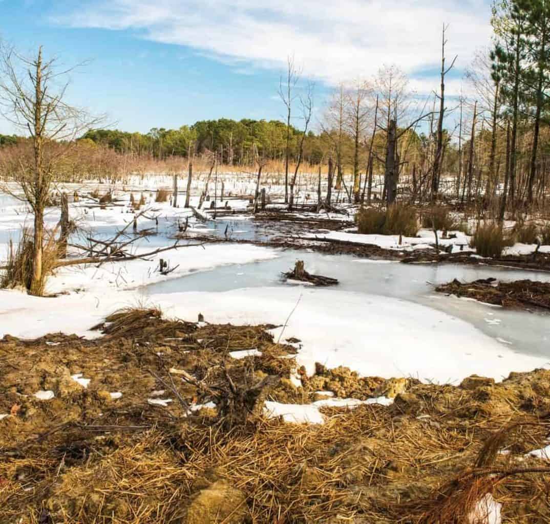 Urgent Science | Chesapeake Bay Magazine