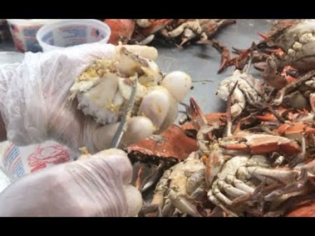 VIDEO: The 20-Second Crab Pickers | Chesapeake Bay Magazine