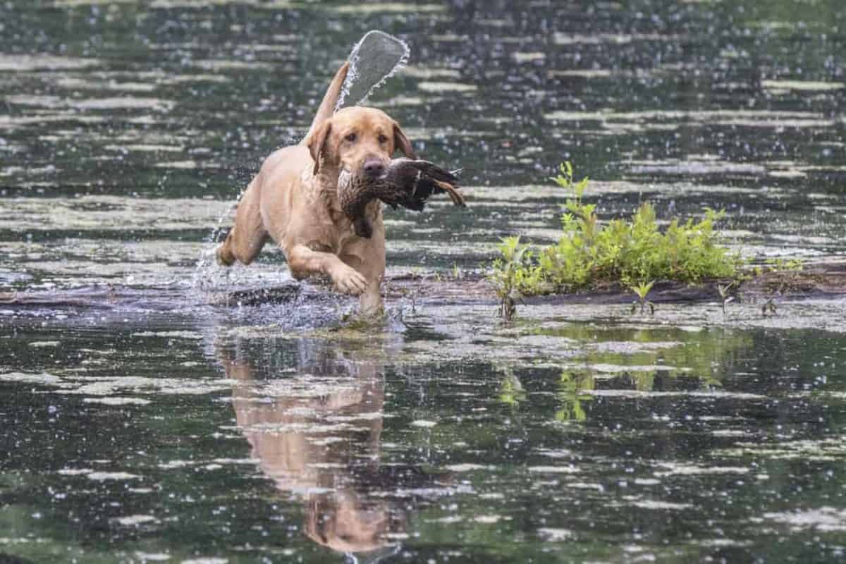 Nation’s Best Retrievers Show Their Stuff in Onancock | Chesapeake Bay ...
