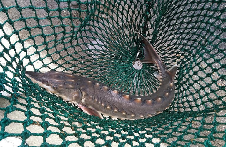 Endangered Sturgeon May Run into Trouble at Virginia Power Station ...