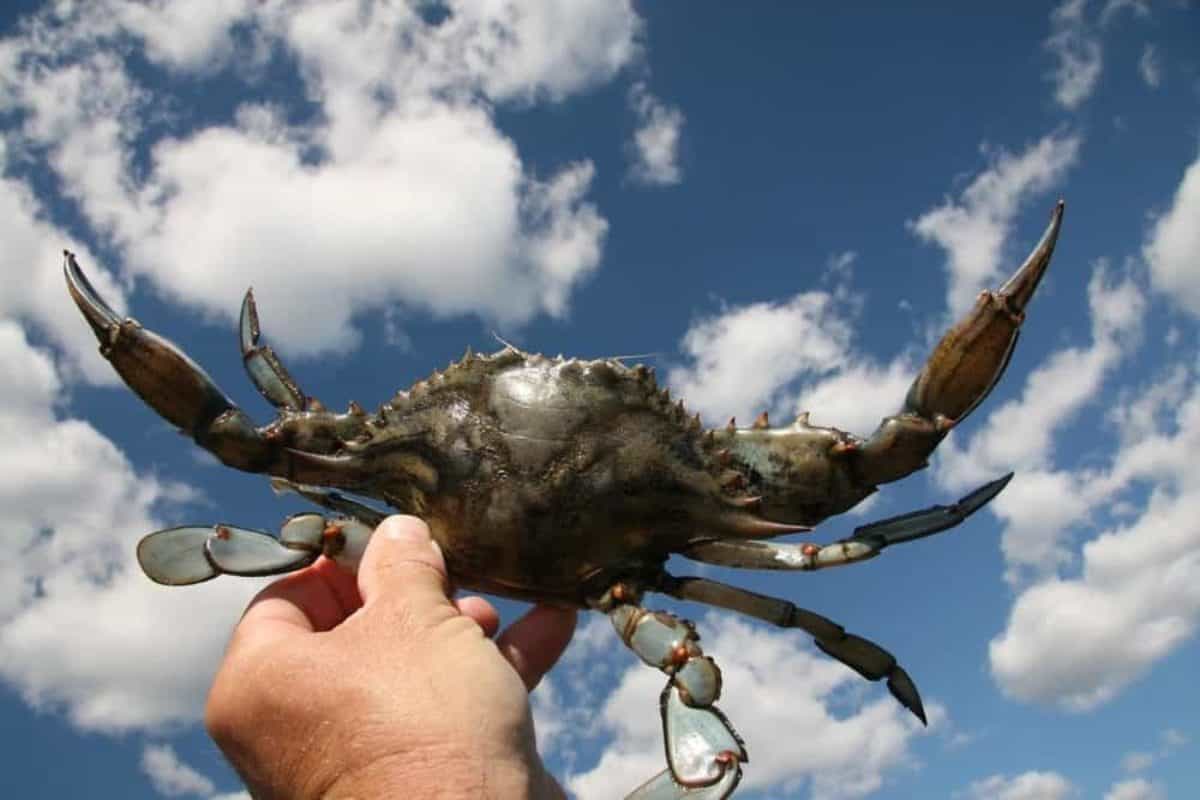 Wild Chesapeake: Crab Time | Chesapeake Bay Magazine