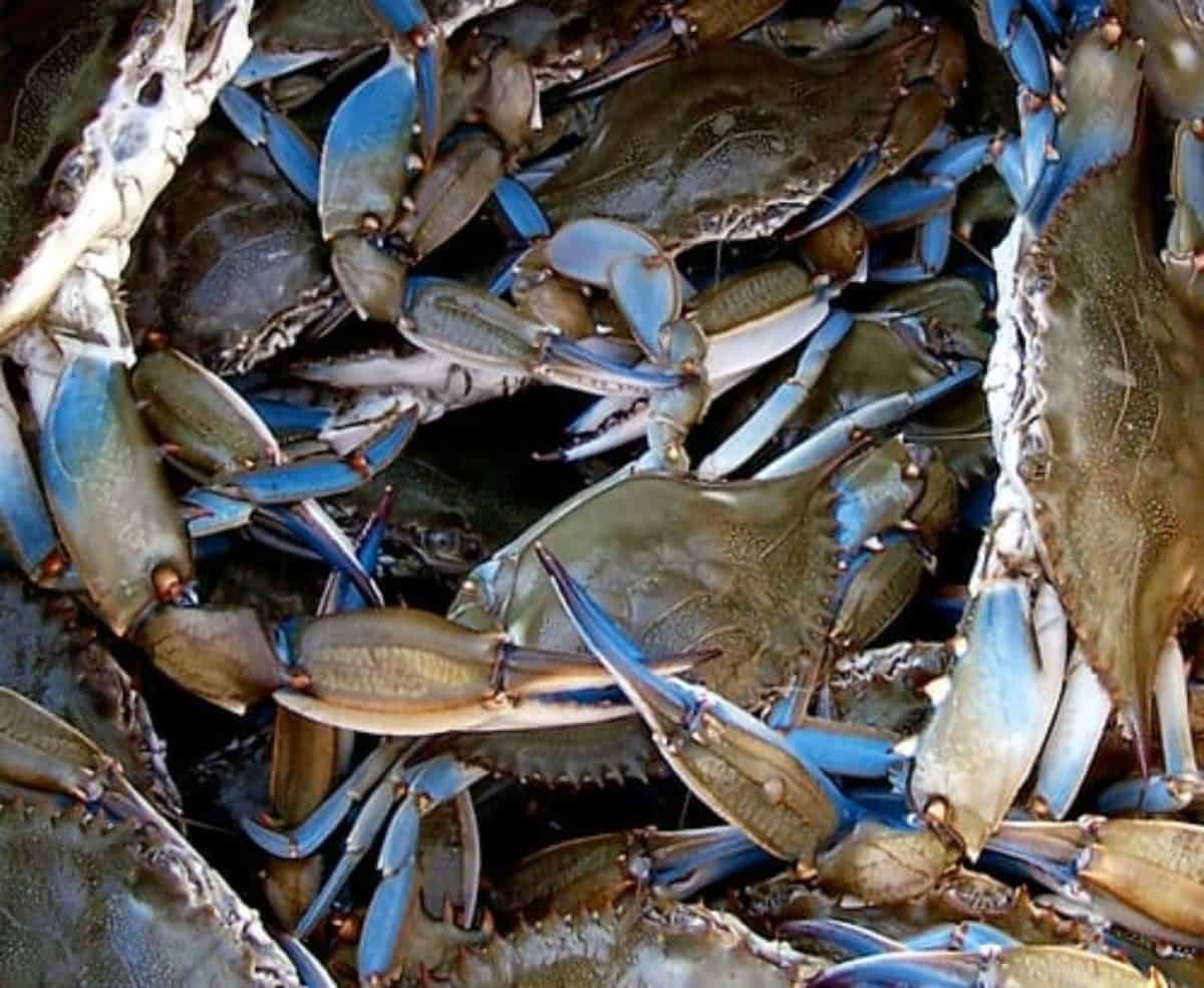 Bay Blue Crab Population Up 60 Percent in Winter Survey | Chesapeake ...