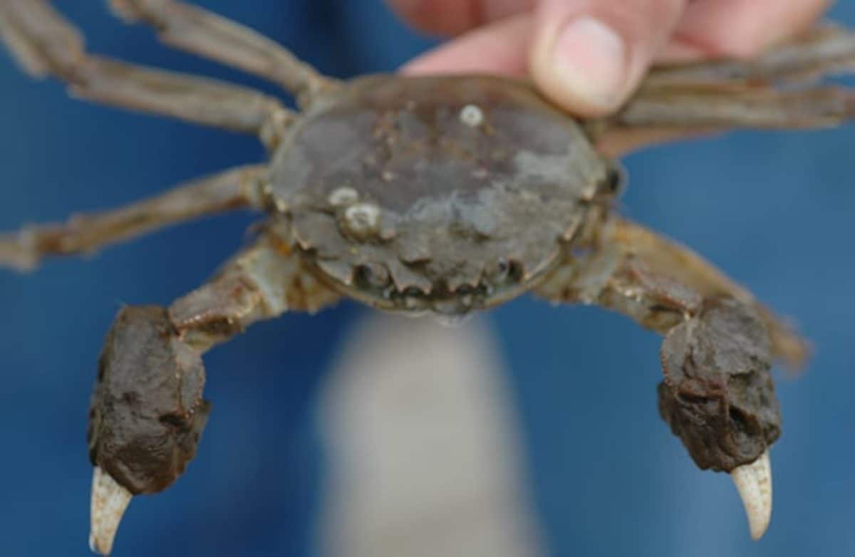 Wanted: Invasive Mitten Crab Still Lurking in the Bay | Chesapeake Bay ...