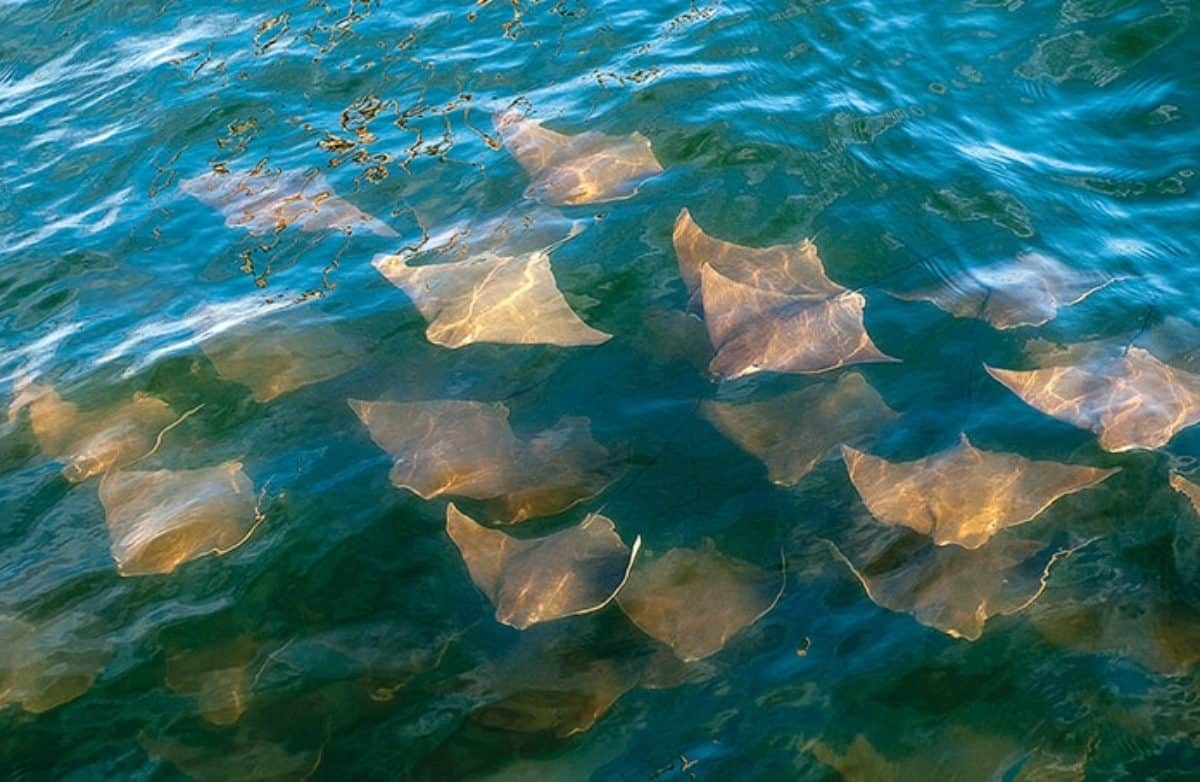 Cownose Rays Vulnerable to Overfishing in Bay, Study Warns | Chesapeake ...