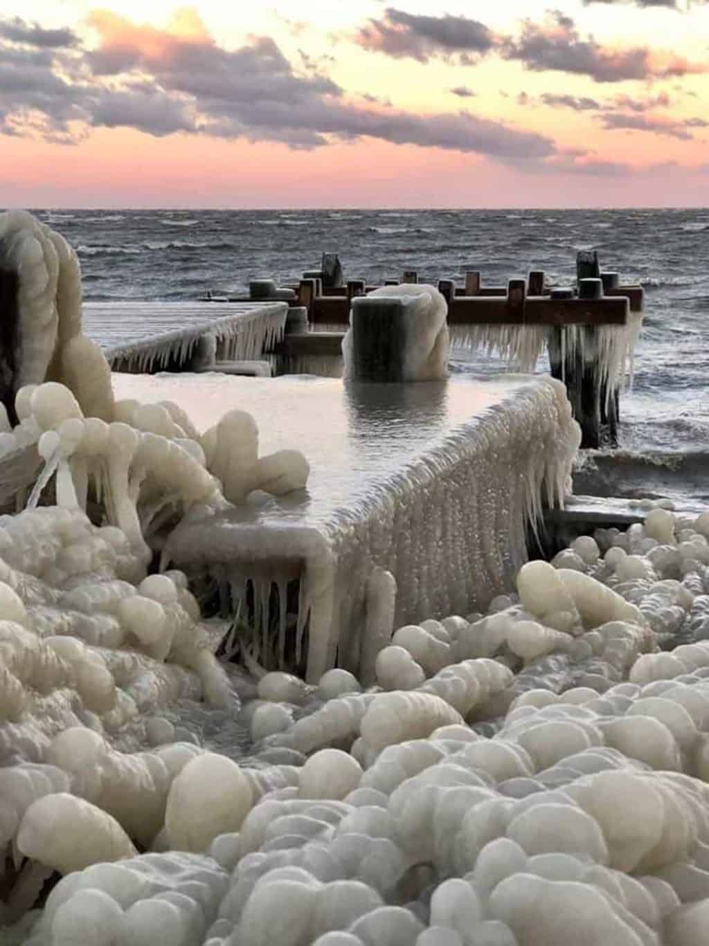 Bird Flu Found in Eastern Shore Snow Geese, Poultry Industry Concerns ...