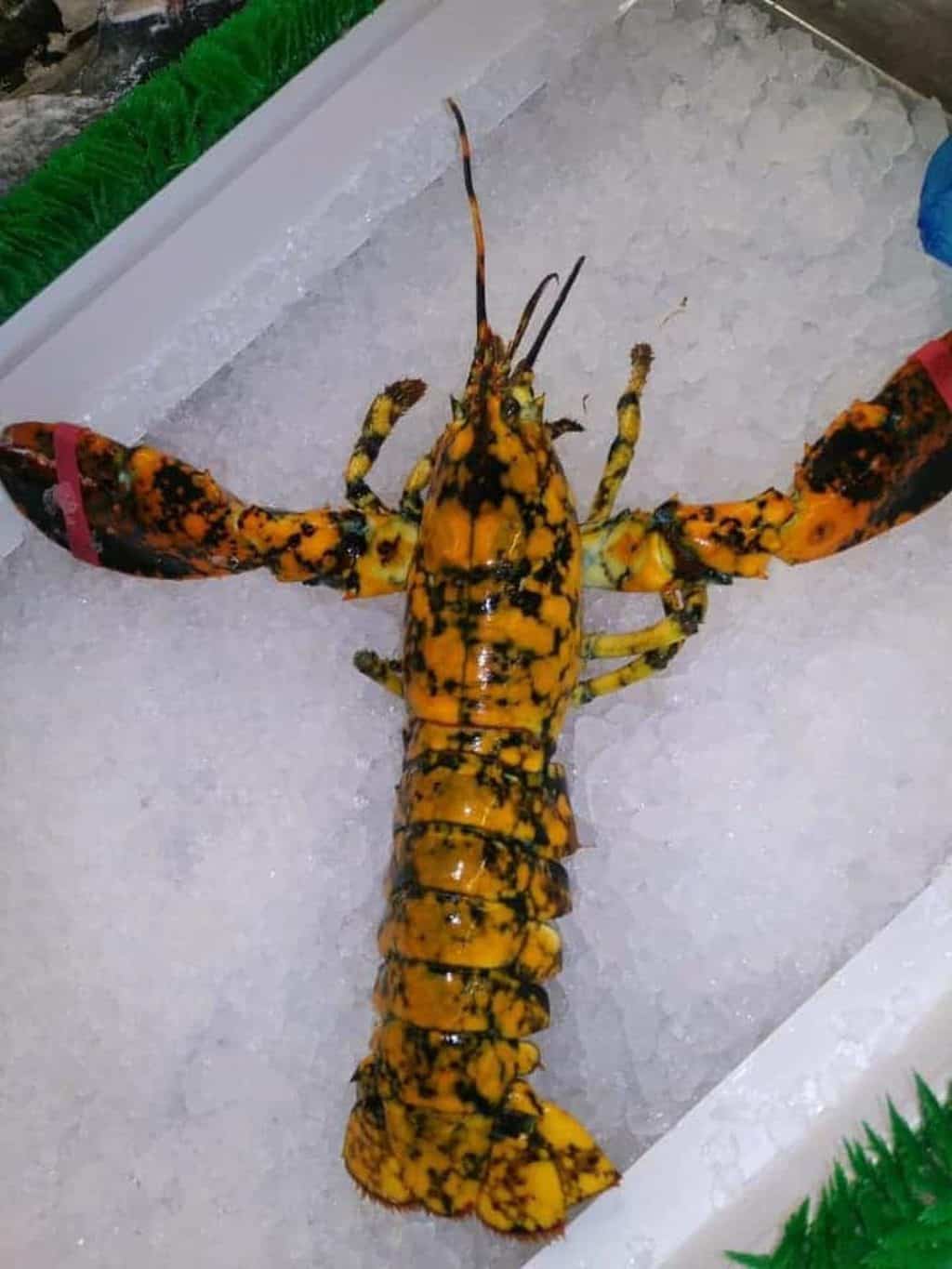 Rare Calico Lobster Spared by Md. Seafood Seller | Chesapeake Bay Magazine