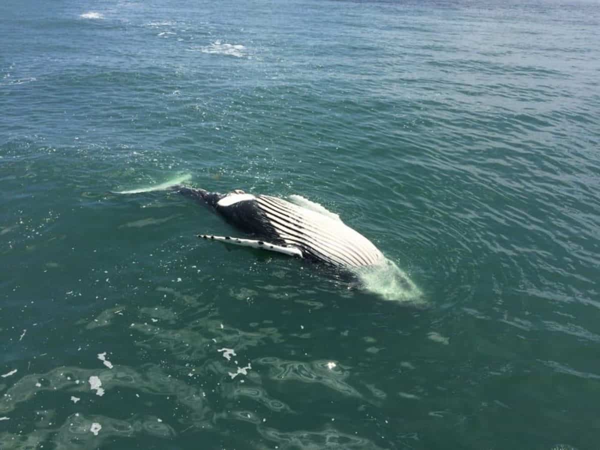 Juvenile Humpback Whale Found Dead off Lynnhaven Beach | Chesapeake Bay ...