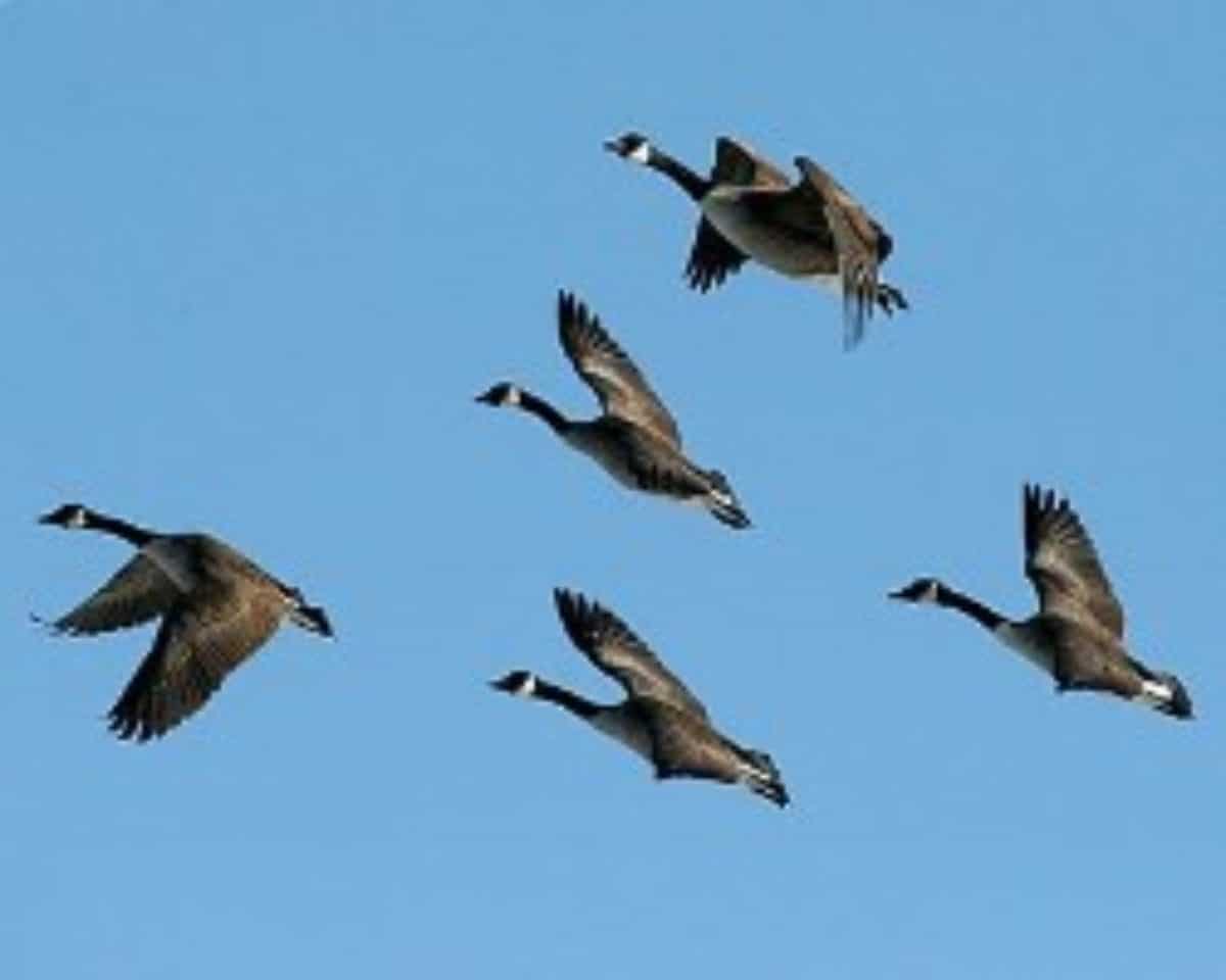 Waterfowl Hunter Hit by Falling Goose, Flown to Shock Trauma ...