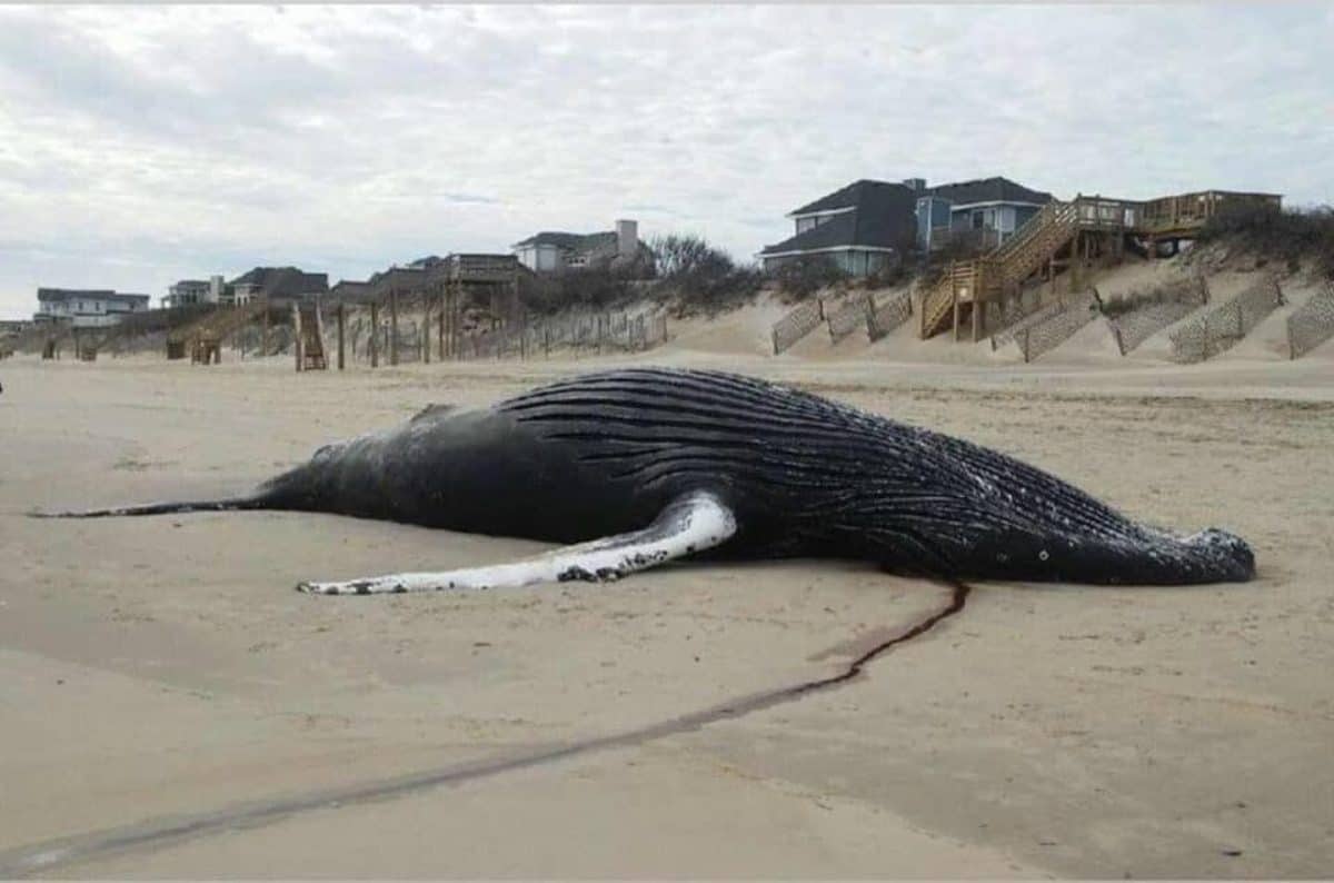 Mahi Mahi Catch Breaks 34-Year Md. Record | Chesapeake Bay Magazine