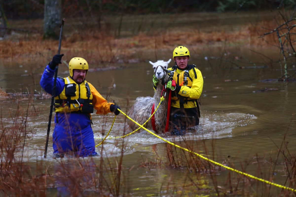SLIDESHOW: Llama Rescued from Patuxent Floodwaters | Chesapeake Bay ...