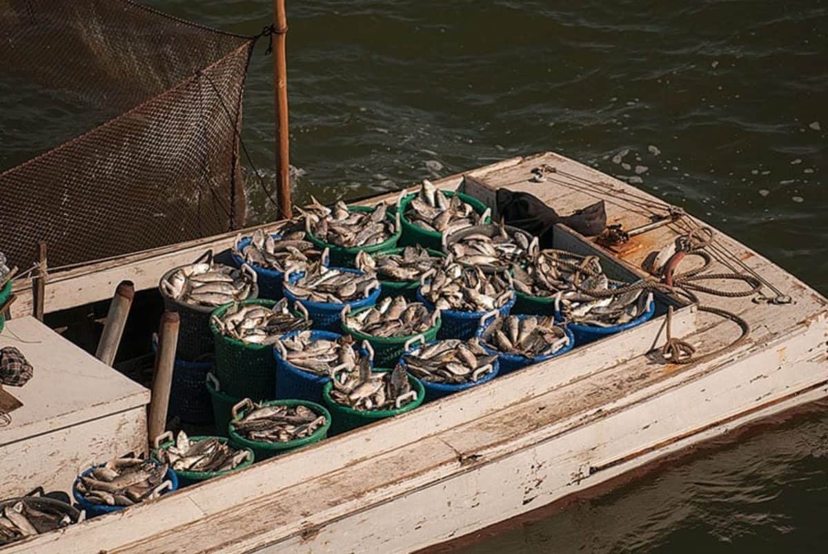 Forest to be Cleared in Controversial Virginia Beach Wetlands Project ...