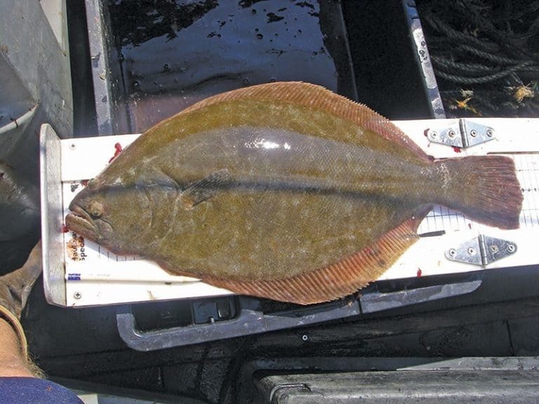 Feds' Flounder Ruling Calls Bay Catch Limits into Question | Chesapeake ...