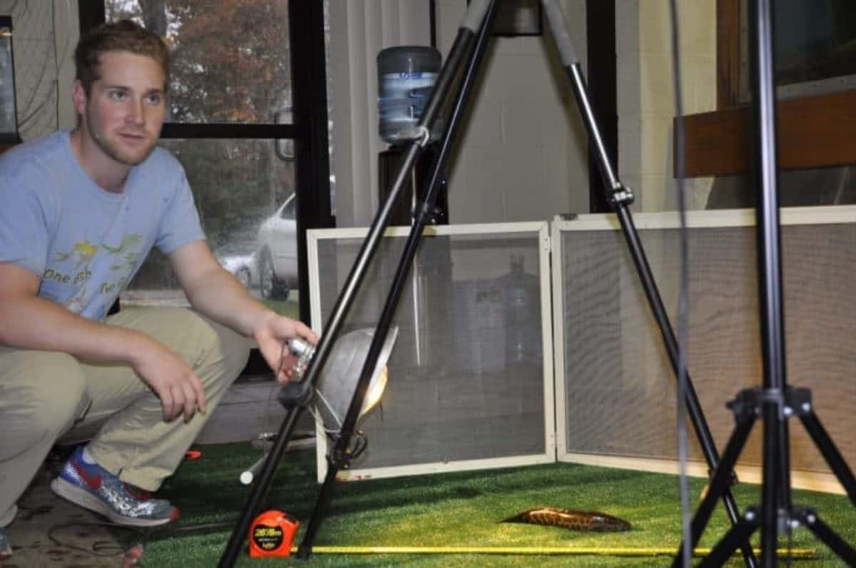 Scientist Studying Mysterious Way Invasive Snakeheads "Walk" on Land ...