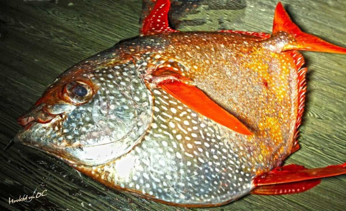 Rare Catch: Crew Lands Opah, Shocking Ocean City Fishing Community ...