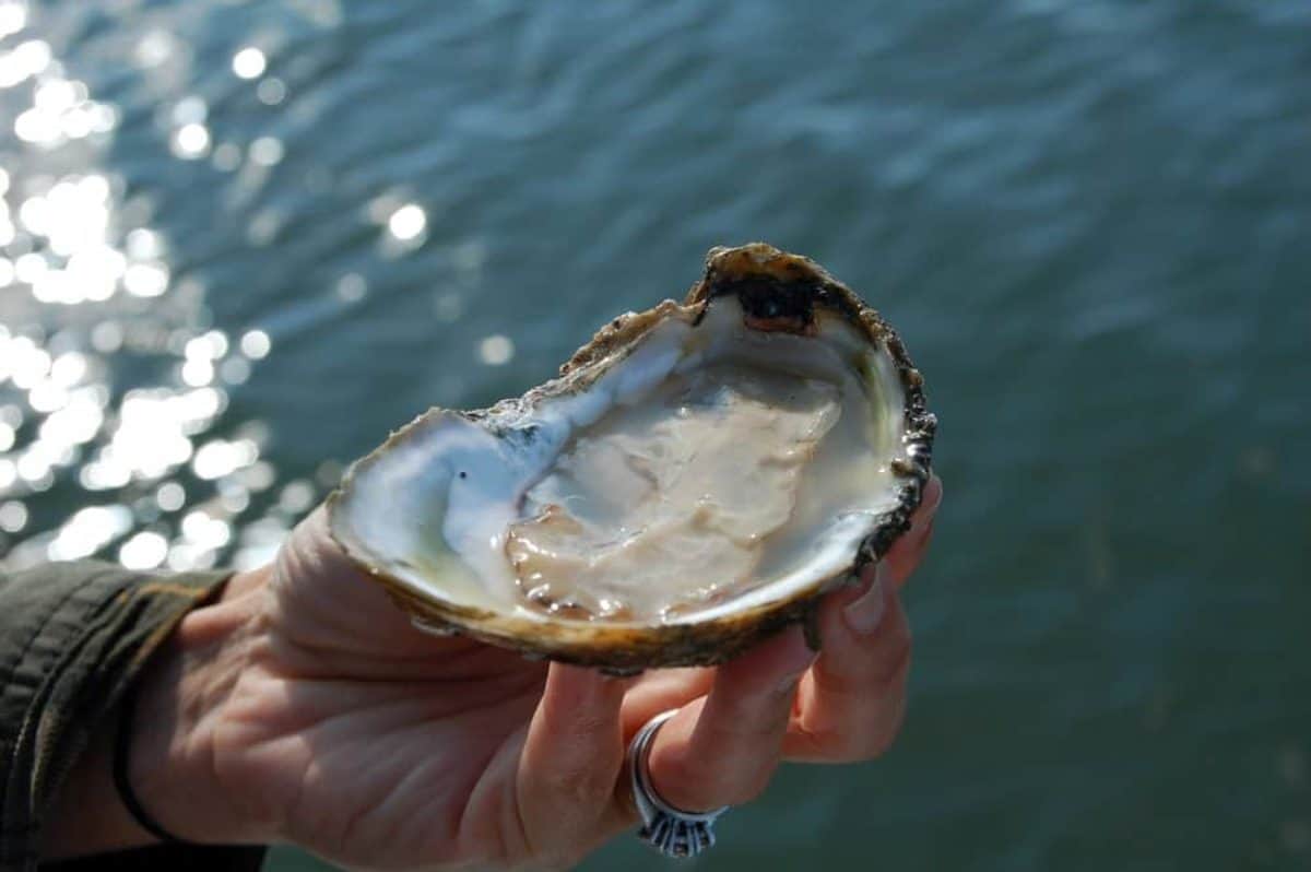 Study: Harris Creek Oyster Recovery Delivers Stunning Results ...