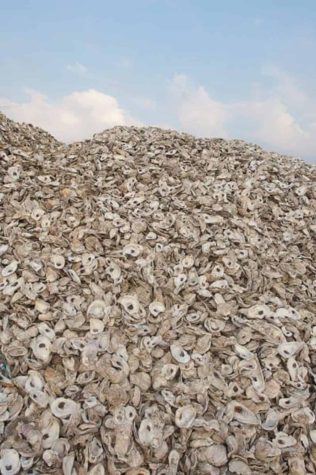 Feds Will Allow Controversial Dredging at Oyster Reef | Chesapeake Bay ...