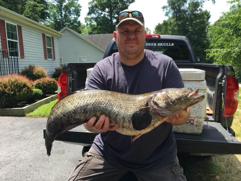 Md. Man Catches Record Snakehead with Bow & Arrow | Chesapeake Bay Magazine