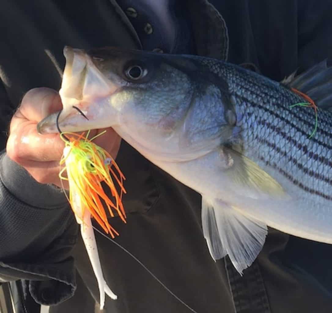 Scientists Urge Va. to Cancel Spring Trophy Striper Season | Chesapeake ...