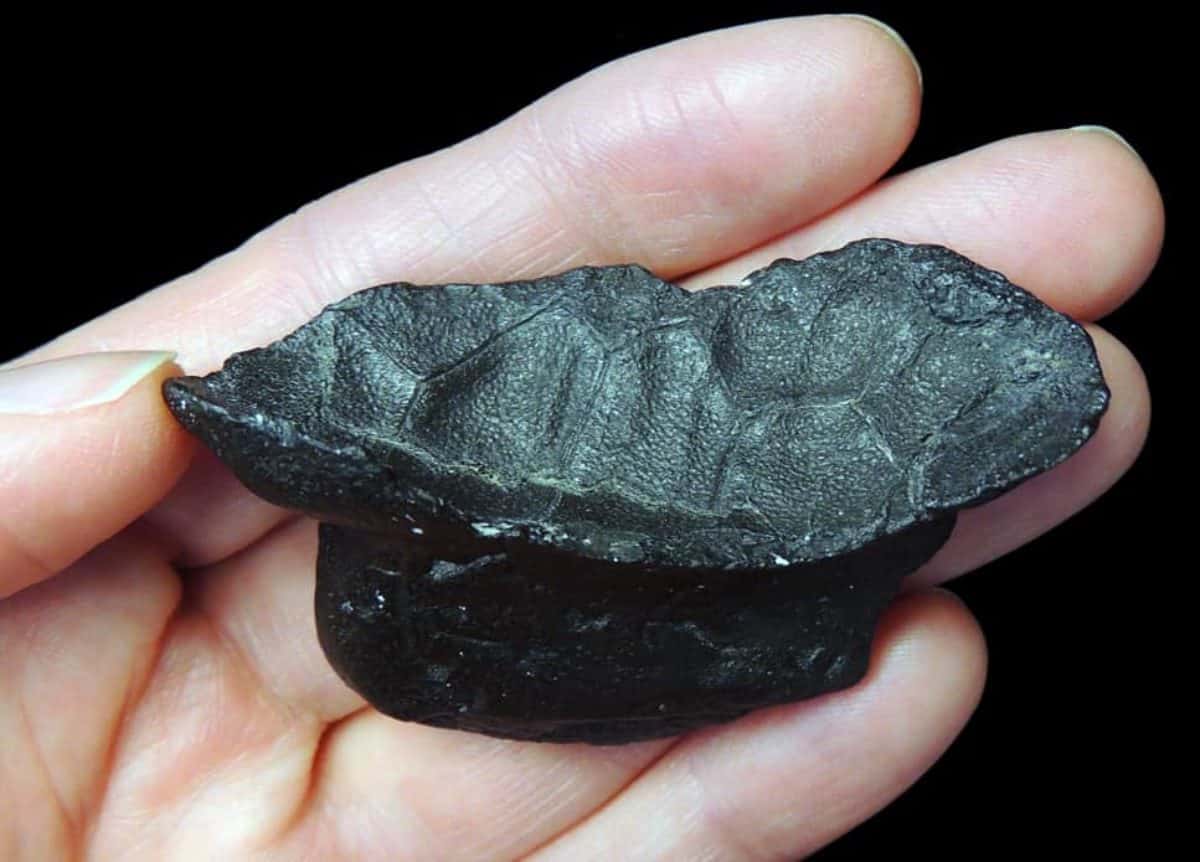 Local Marine Scientists Find Baby Turtle Shell in Fossilized Poop ...