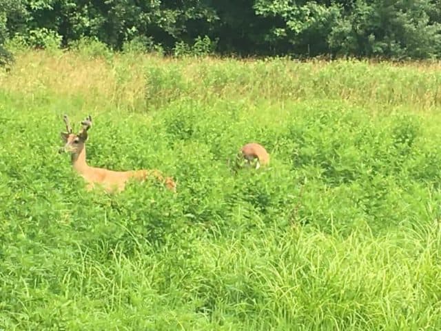 Wild Chesapeake: Ducks, Deer & Fish for Fall | Chesapeake Bay Magazine