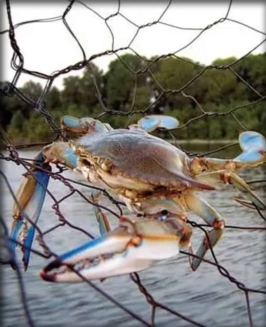Crabs | Chesapeake Bay Magazine