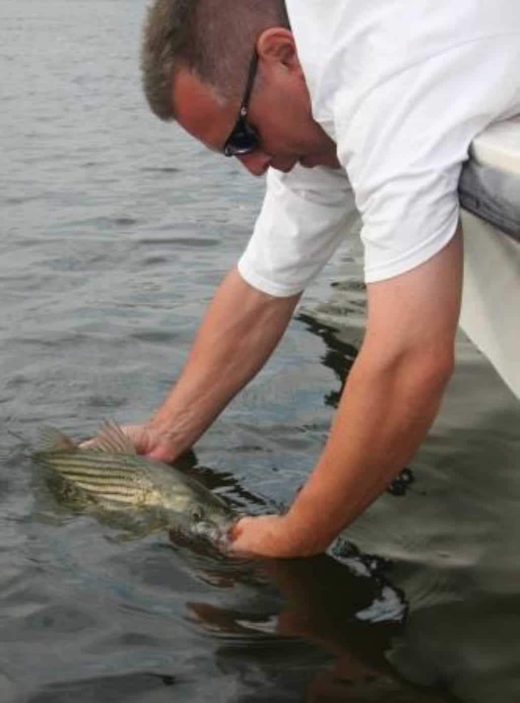 Alarming Snakehead Expansion: Fish Try to Scale Conowingo Dam ...