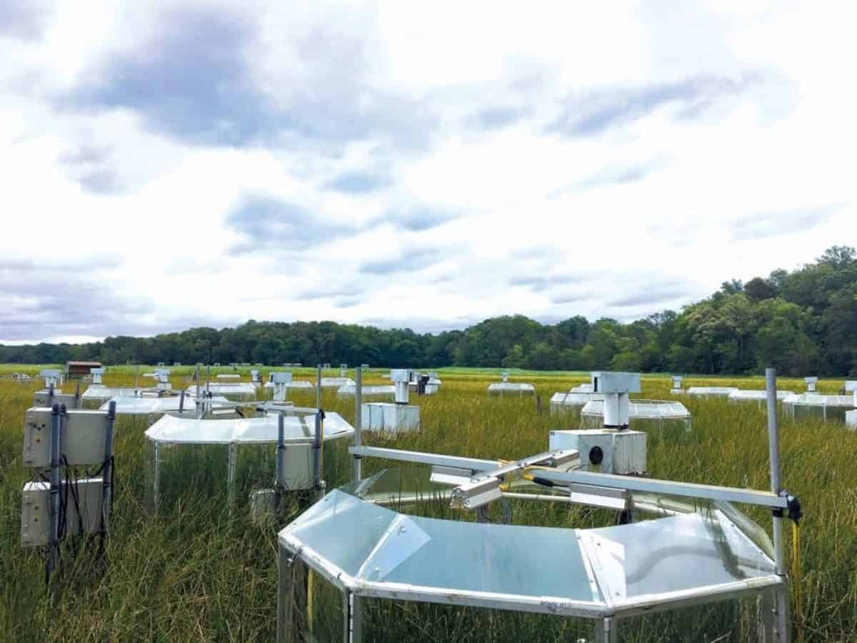 Urgent Science | Chesapeake Bay Magazine