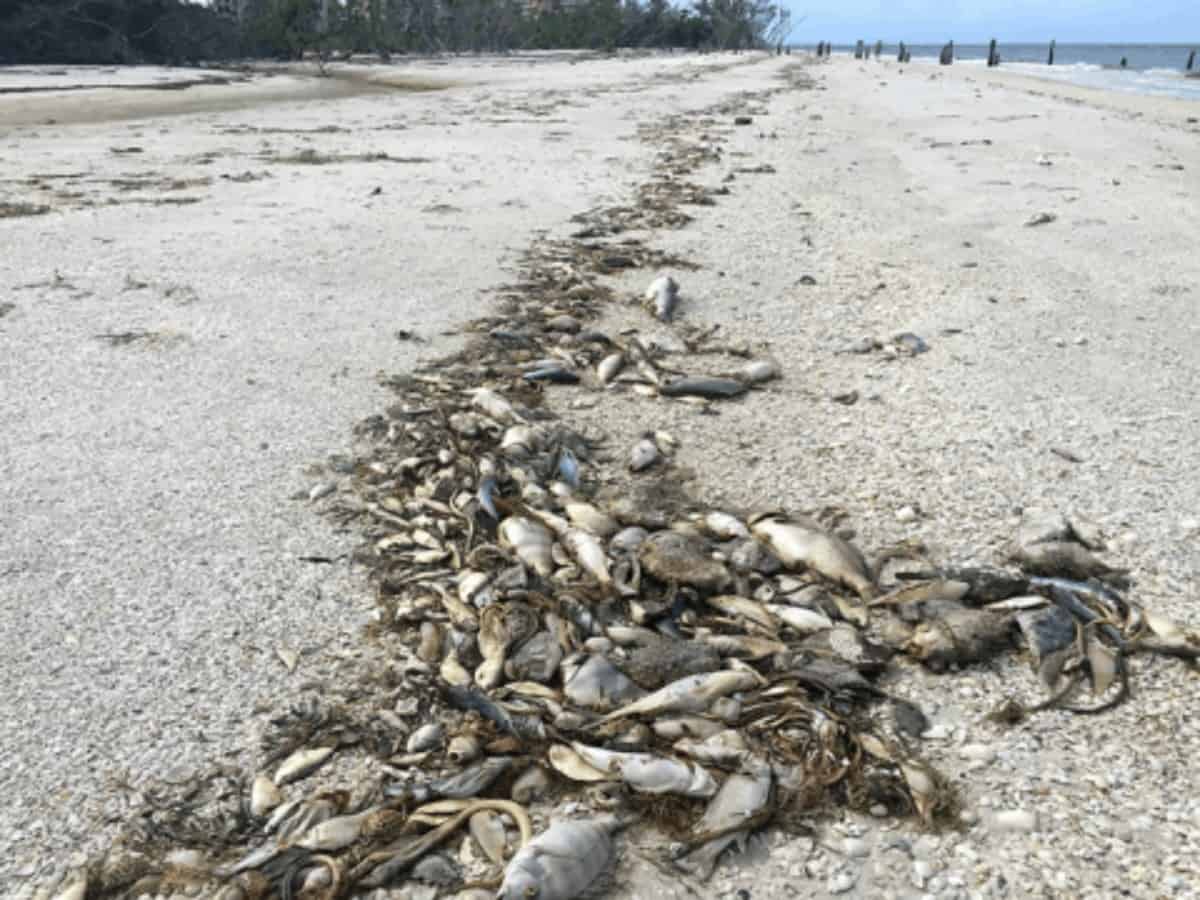 $5 Million Investigation into Harmful Algal Blooms | Chesapeake Bay ...