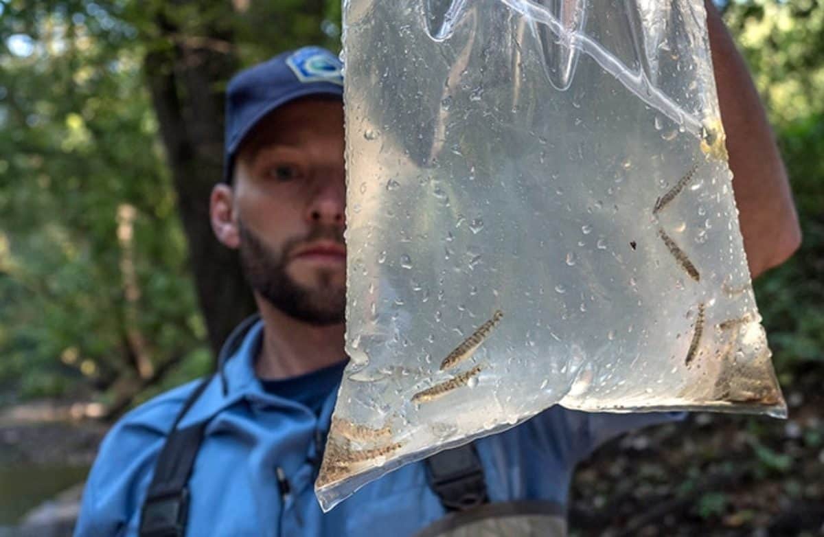 Rare Fish Reintroduced on Susquehanna River | Chesapeake Bay Magazine