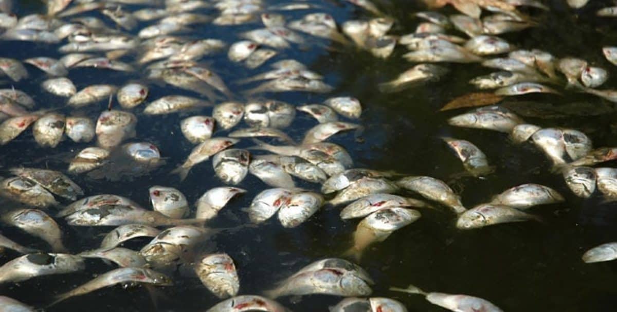 Bay "Dead Zone" Back Down from Historic Levels | Chesapeake Bay Magazine