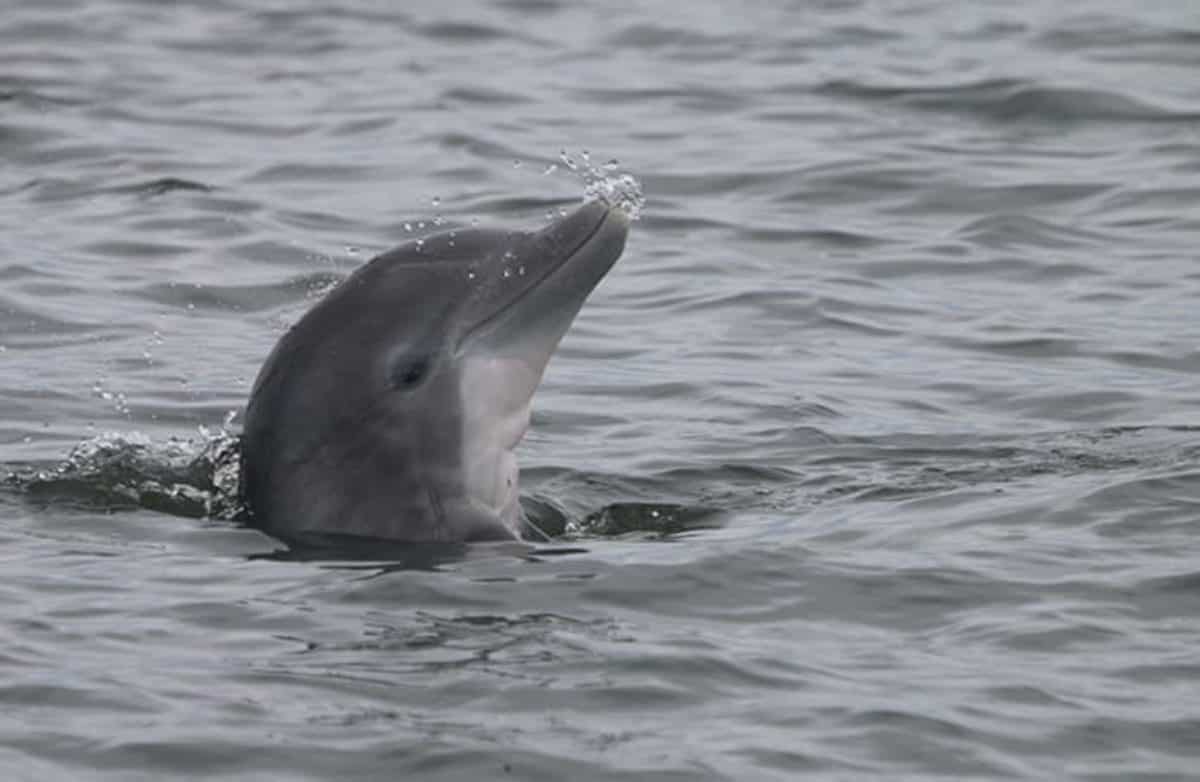 Scientists Witness First Documented Birth of a Wild Dolphin in Bay ...