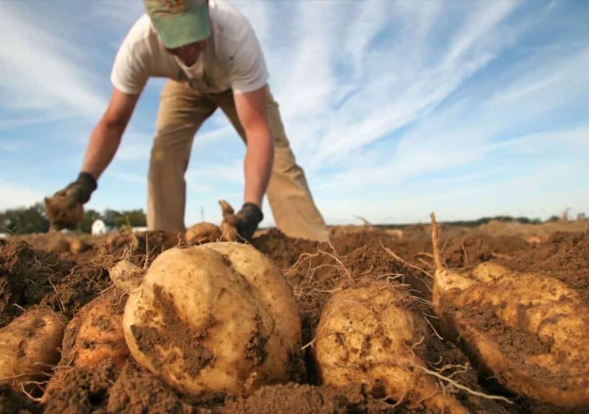On the Trail of the Elusive Hayman Sweet Potato | Chesapeake Bay Magazine