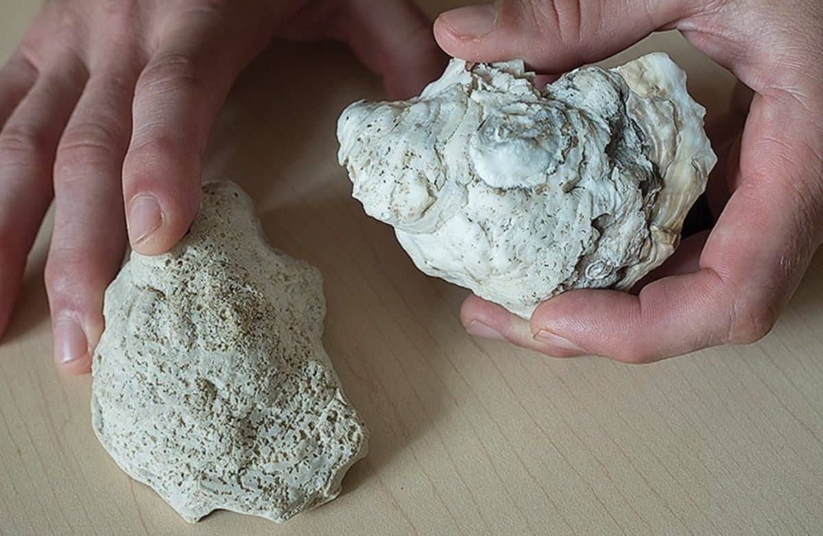 "Oyster Artist" Creates High-Tech Artificial Shells | Chesapeake Bay ...