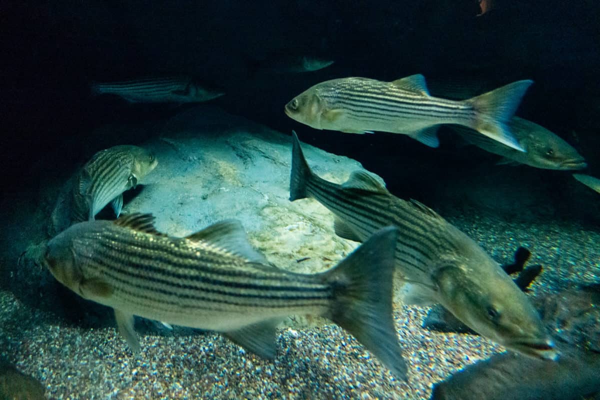 Weigh in on Md. Rockfish Recreational Limits | Chesapeake Bay Magazine