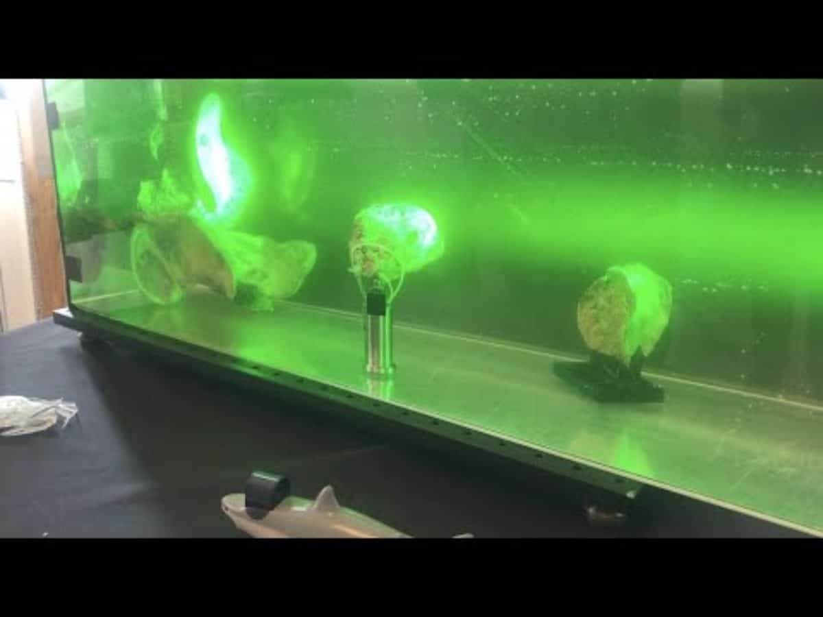 VIDEO: New Technology Improves Oyster Monitoring | Chesapeake Bay Magazine