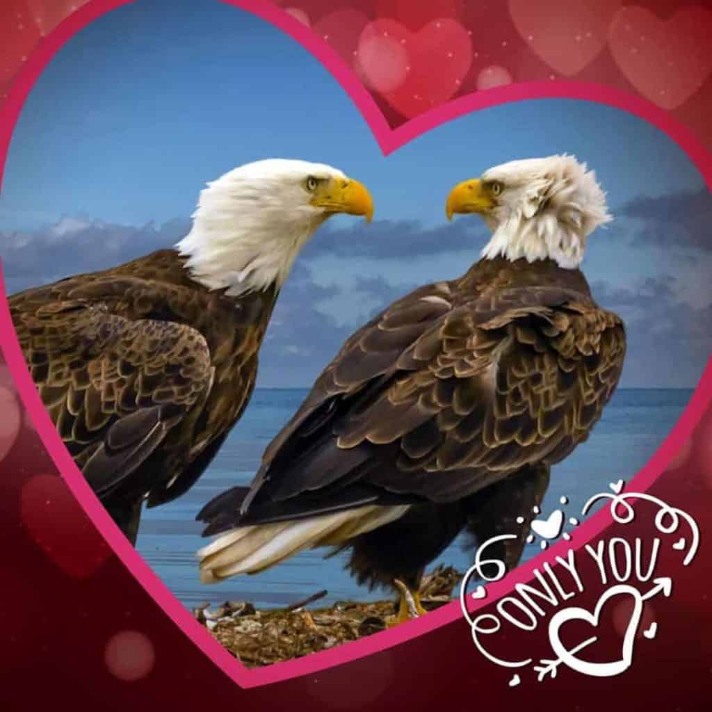 Bald Eagle Pair Naming Contest Results In | Chesapeake Bay Magazine