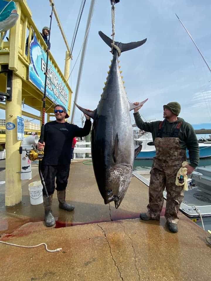 708 lb Bluefin Tuna Sets Va State Record Chesapeake Bay Magazine