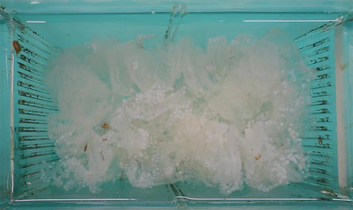 Yellow Perch Reproduce in Md. High School Science Program | Chesapeake ...