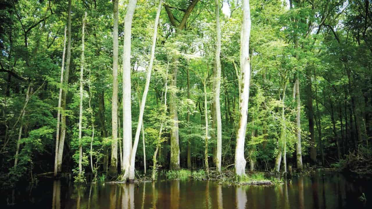 The Pocomoke | Chesapeake Bay Magazine