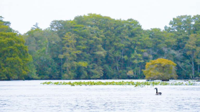 The Pocomoke | Chesapeake Bay Magazine