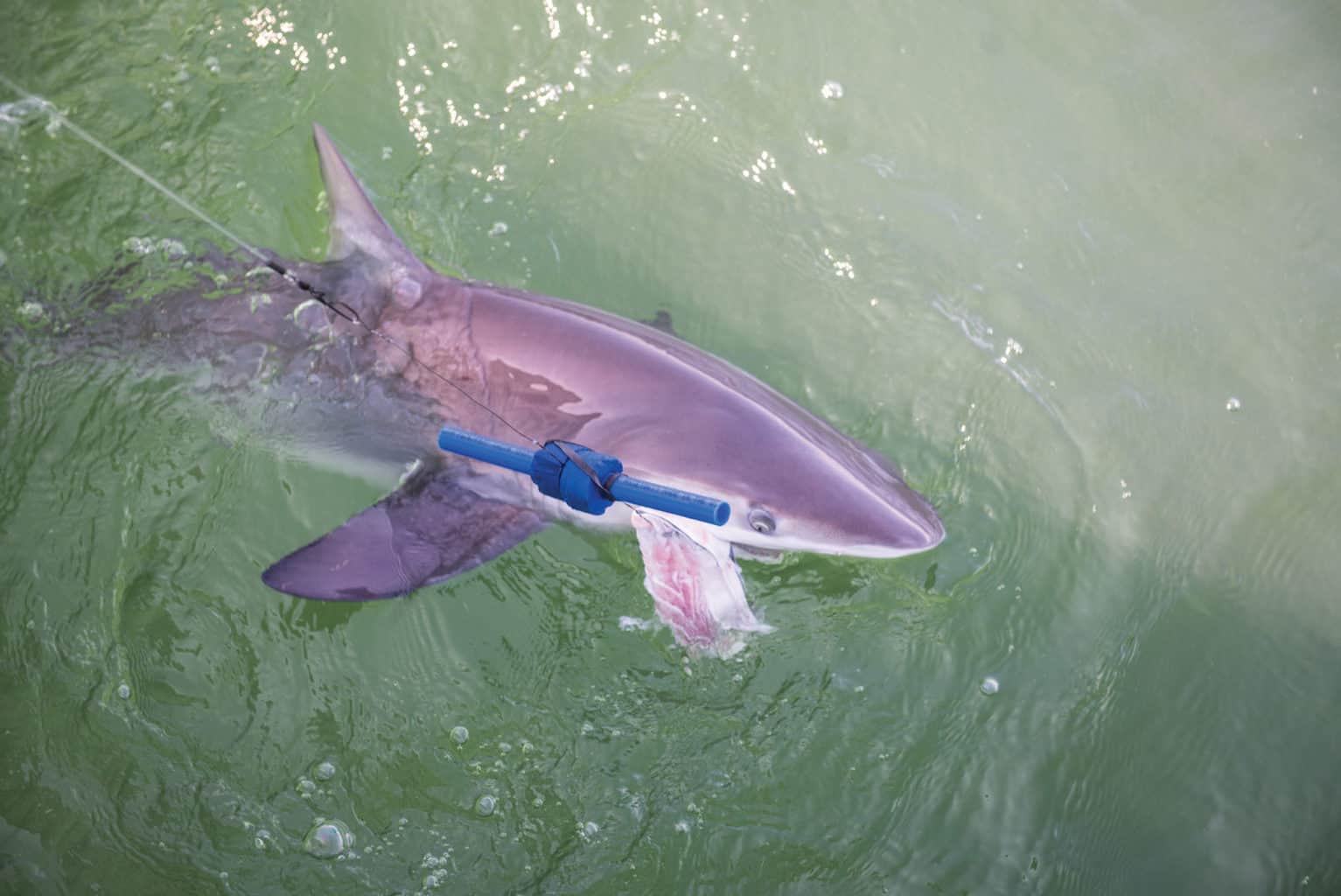 The Shark Whisperer | Chesapeake Bay Magazine