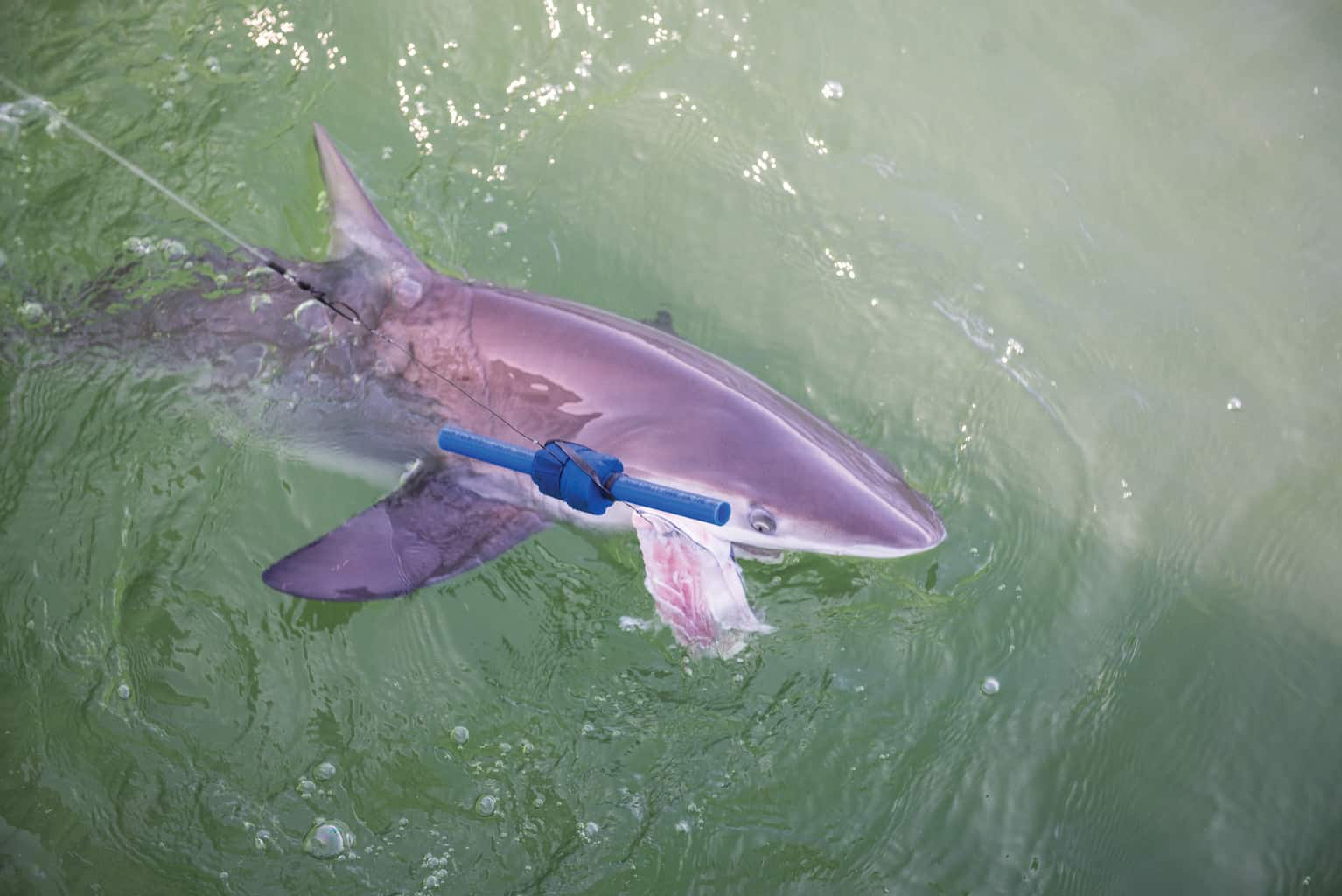 The Shark Whisperer | Chesapeake Bay Magazine